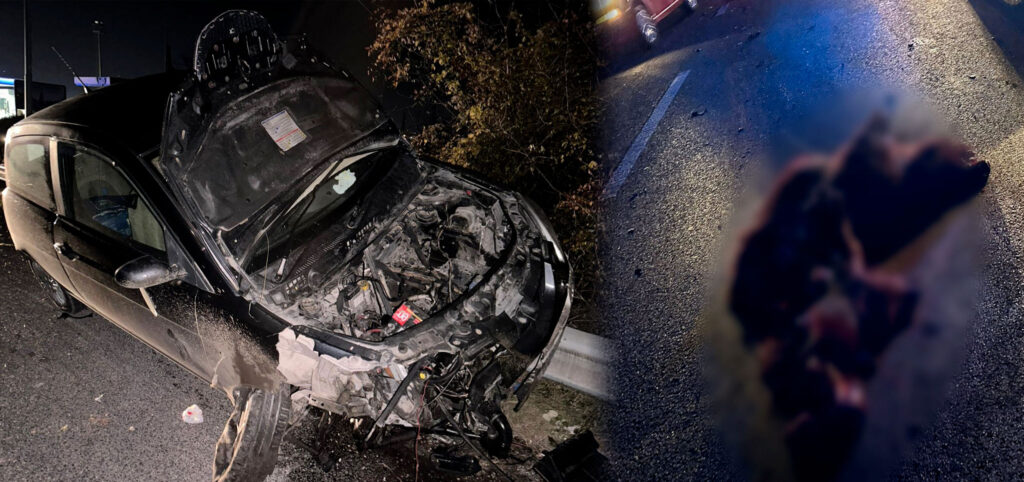 Cinghiale di oltre due quintali invade la SS 690 Avezzano-Sora: auto ...